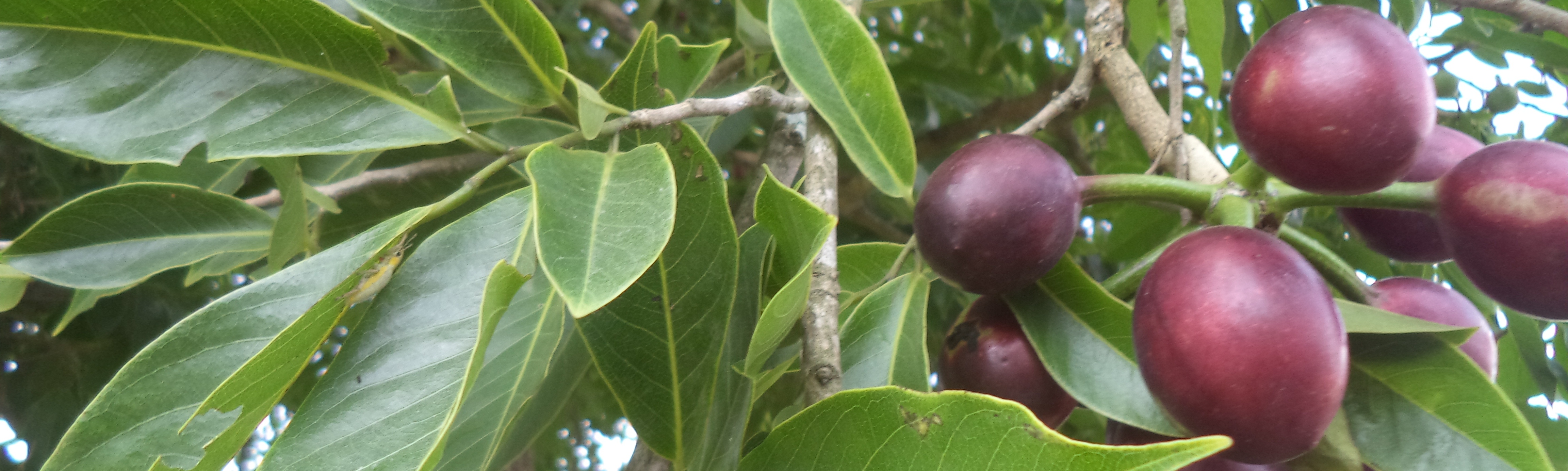 MPBD | Medicinal Plants of Bangladesh
