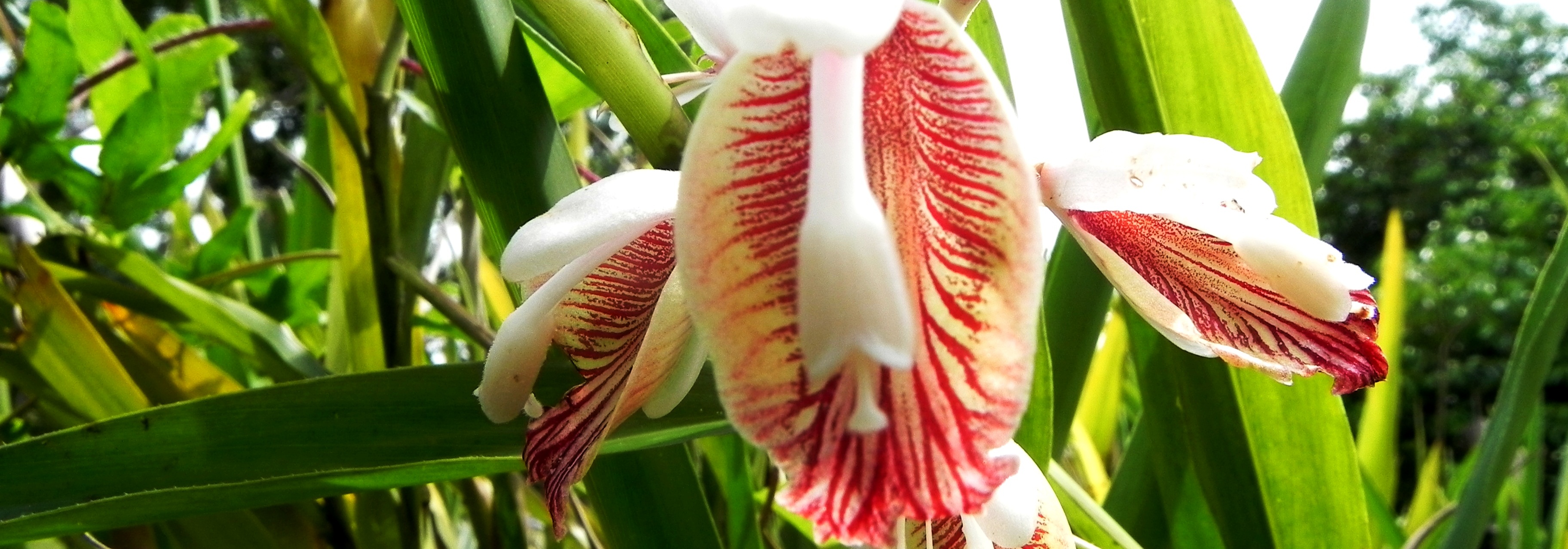 MPBD | Medicinal Plants of Bangladesh