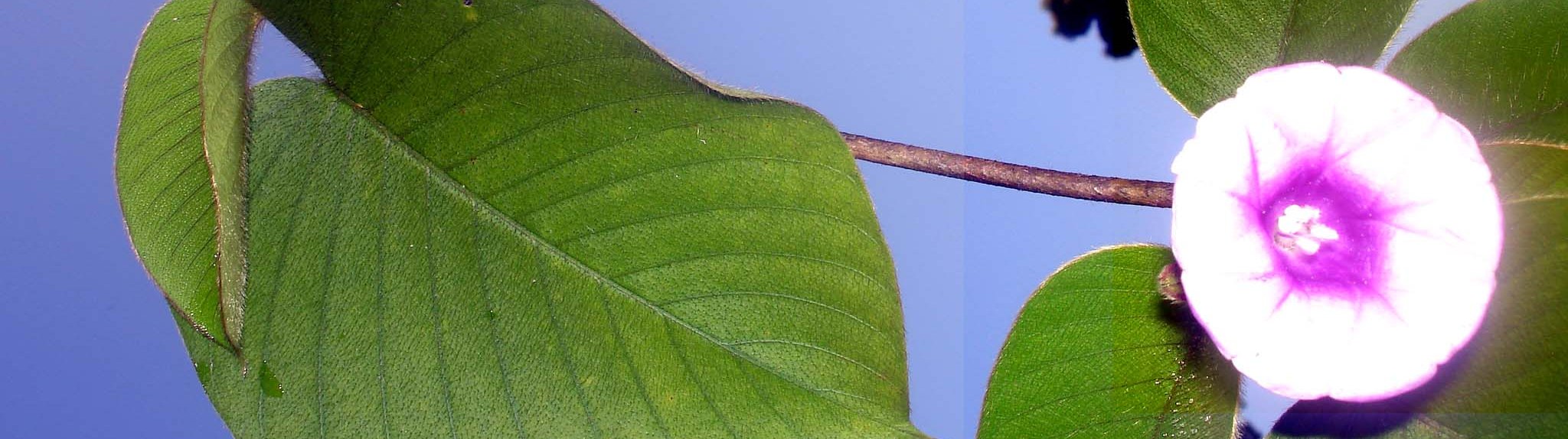 MPBD | Medicinal Plants of Bangladesh